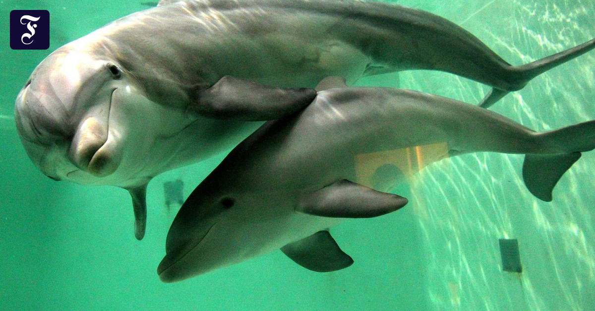 Magnetsinn: Delphine mit besonderer Spürnase