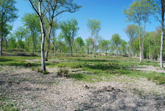 Wälder in Europa : Ein Reservat für Schmetterlinge - Natur - FAZ