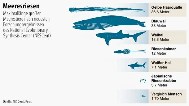 Riesenkalmar Vs. Blauwal Marine Megafauna (Ozeangiganten)