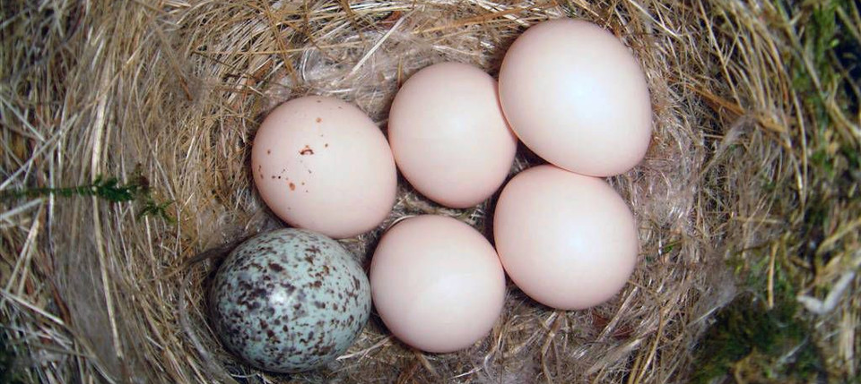 Der Kuckuck, dieser Erpresser: Das Regime der Eier-Mafia - Wissen - FAZ