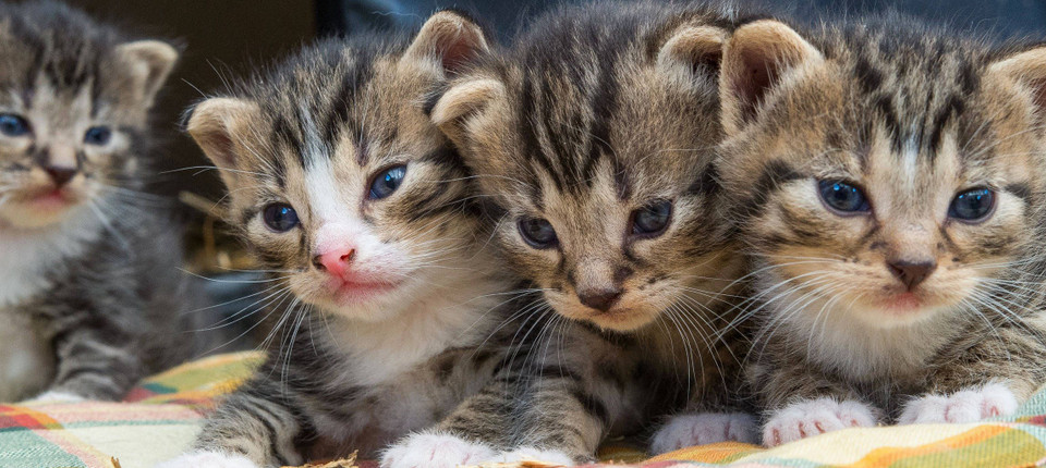 Katzenbabys erkennen das „Miau“ der Mutter