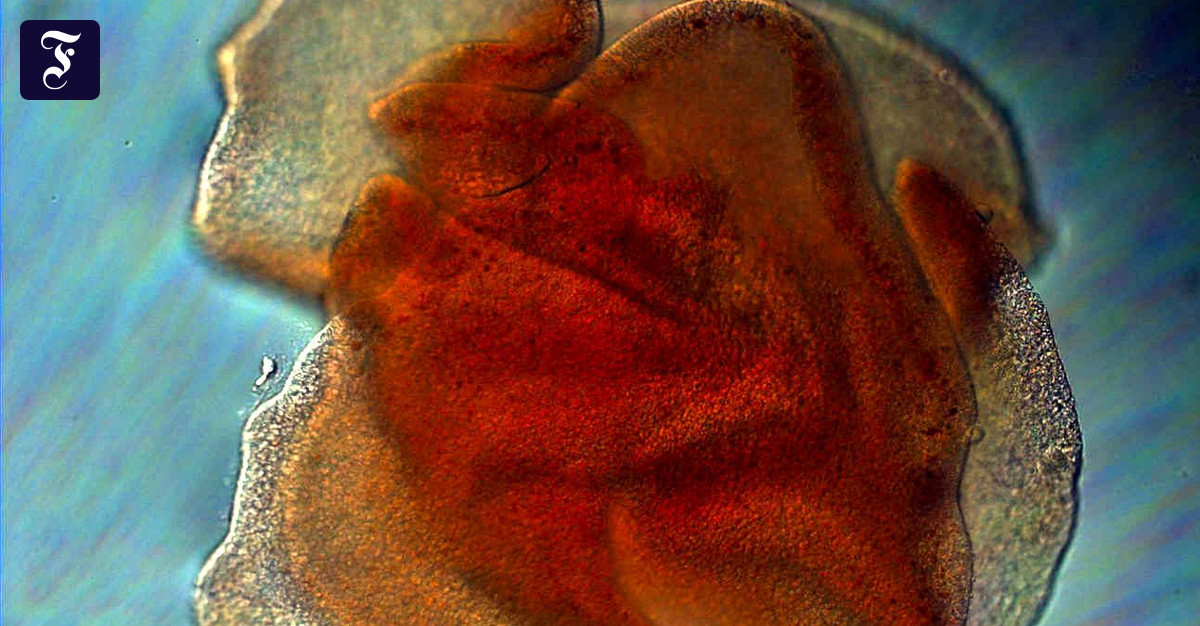 Trichoplax adhaerens ist ein seltsamer Meeresbewohner