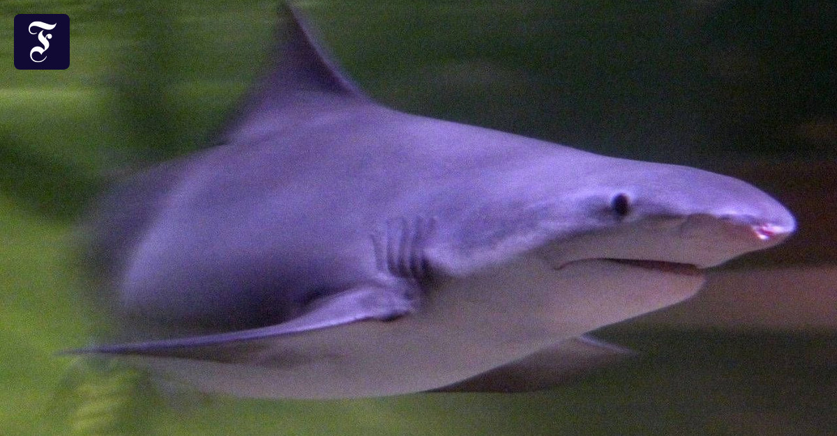 Seltene Hai-Art in Australien