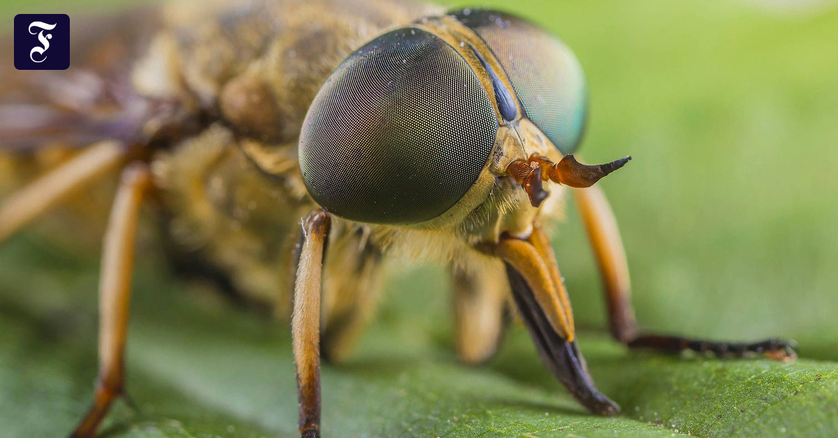 Bremsen sind hitzeliebende Blutsauger