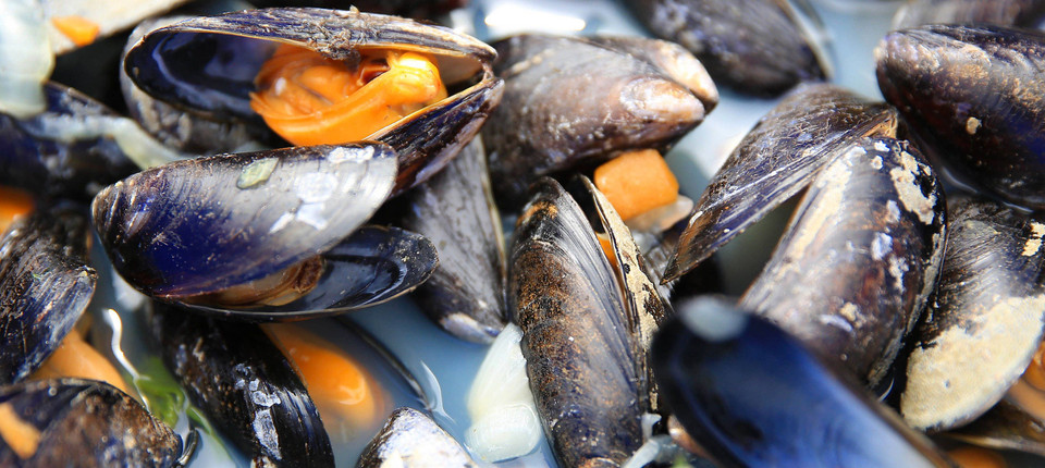 Plastik im Meer beeinträchtigt Tiere unterschiedlich