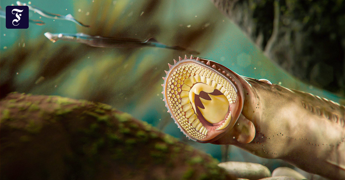 Neunaugen: Bisher größtes Fossil in China gefunden