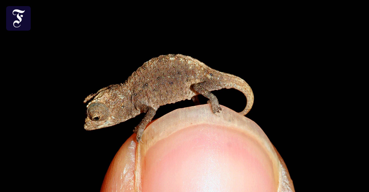 Madagaskar: eine Bildergalerie: Das kleinste Reptil der Welt - Natur - FAZ