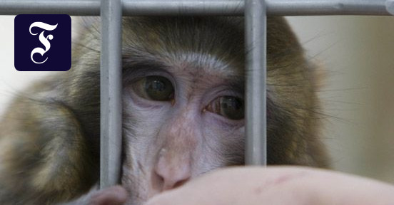 Urteil zu Bremer Tierversuchen: Forschung an Affen muss erlaubt werden ...