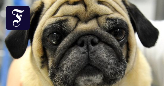 Veterinärmedizin: Die Stupsnase quält Mops und Bulldogge - Wissen - FAZ