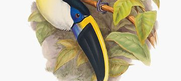 Tukane: Das Rätsel der großen Klappe - Natur - FAZ