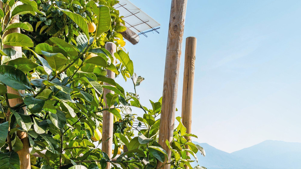 Süßsaure Versuchung: das Zitronenfest „gli Agrumi di Cannero“ am Lago ...