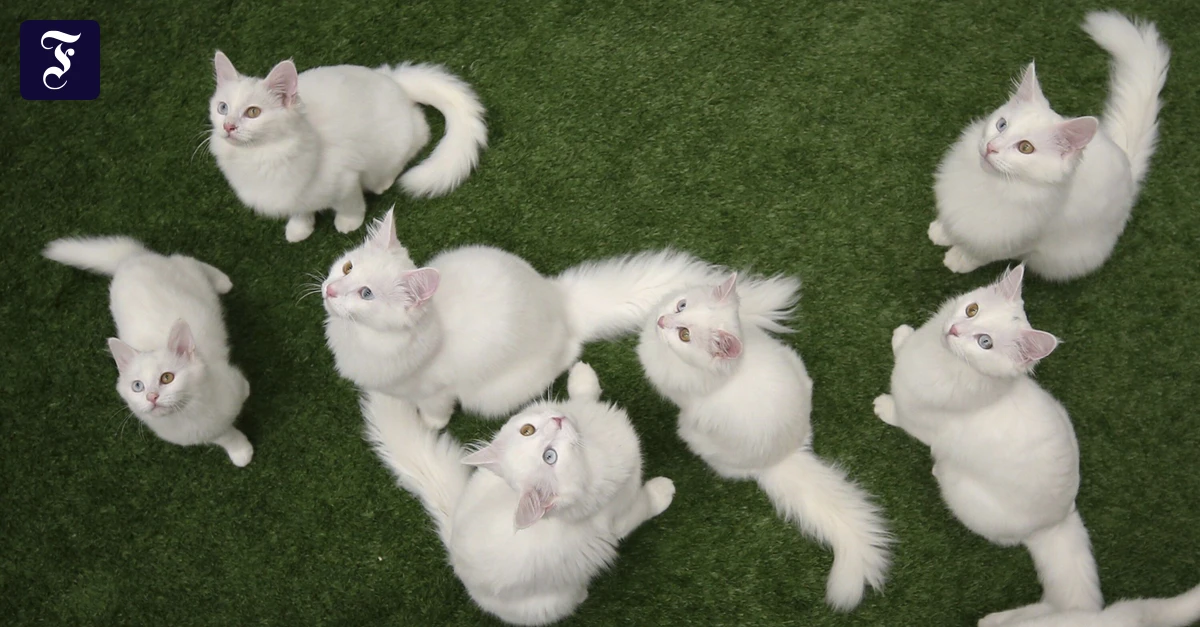 Weltkatzentag: Die schönsten Fotos von Katzen weltweit, von früher bis heute | FAZ