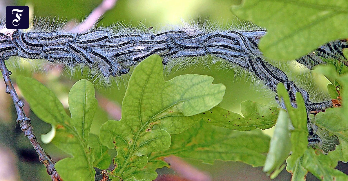 Mit Paintballs gegen den Eichenprozessionsspinner | FAZ