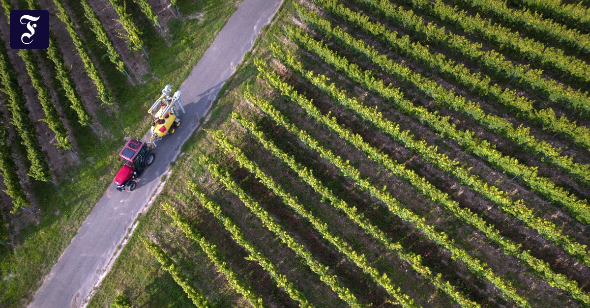 Deutscher Wein in der Krise: Was die Winzer in Not bringt | FAZ