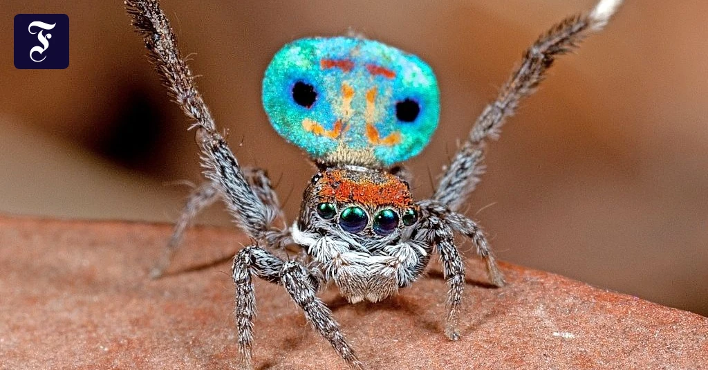 Pfauenspinnen: Eine besondere Technik ermöglicht die schnelle Flucht | FAZ