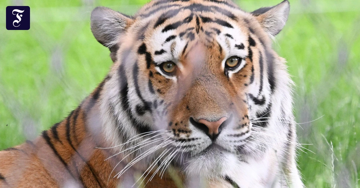 Neues Gehege in der Stuttgarter Wilhelma soll Tiger zur Fortpflanzung anregen | FAZ