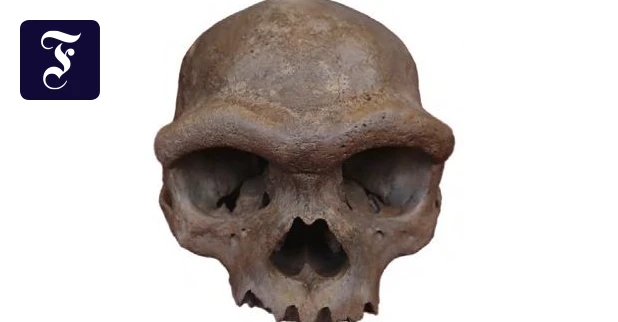 Denisova-Mensch wird Homo longi ? | FAZ