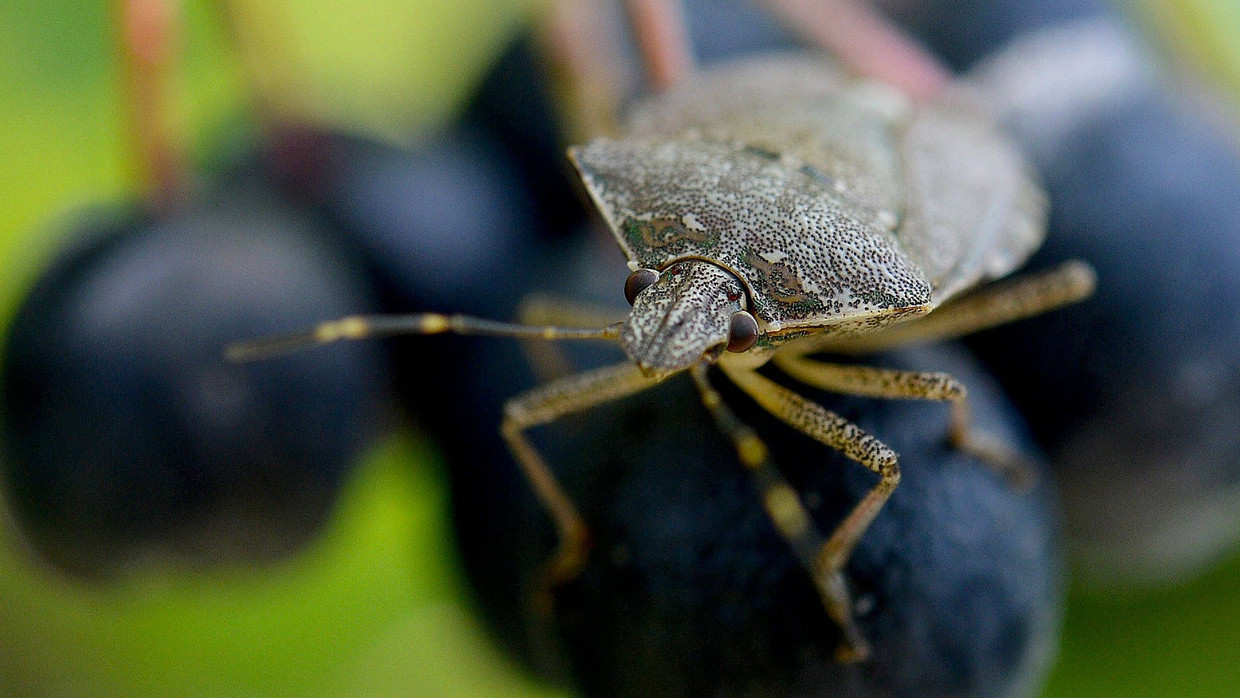 Baumwanzen machen sich im Rhein-Main-Gebiet breit