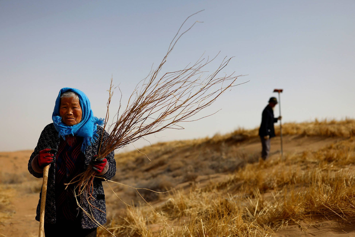 Chinas Kampf gegen die Wüste – Fotostory