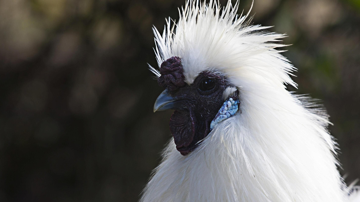 Wie die Welt zum Huhn kam