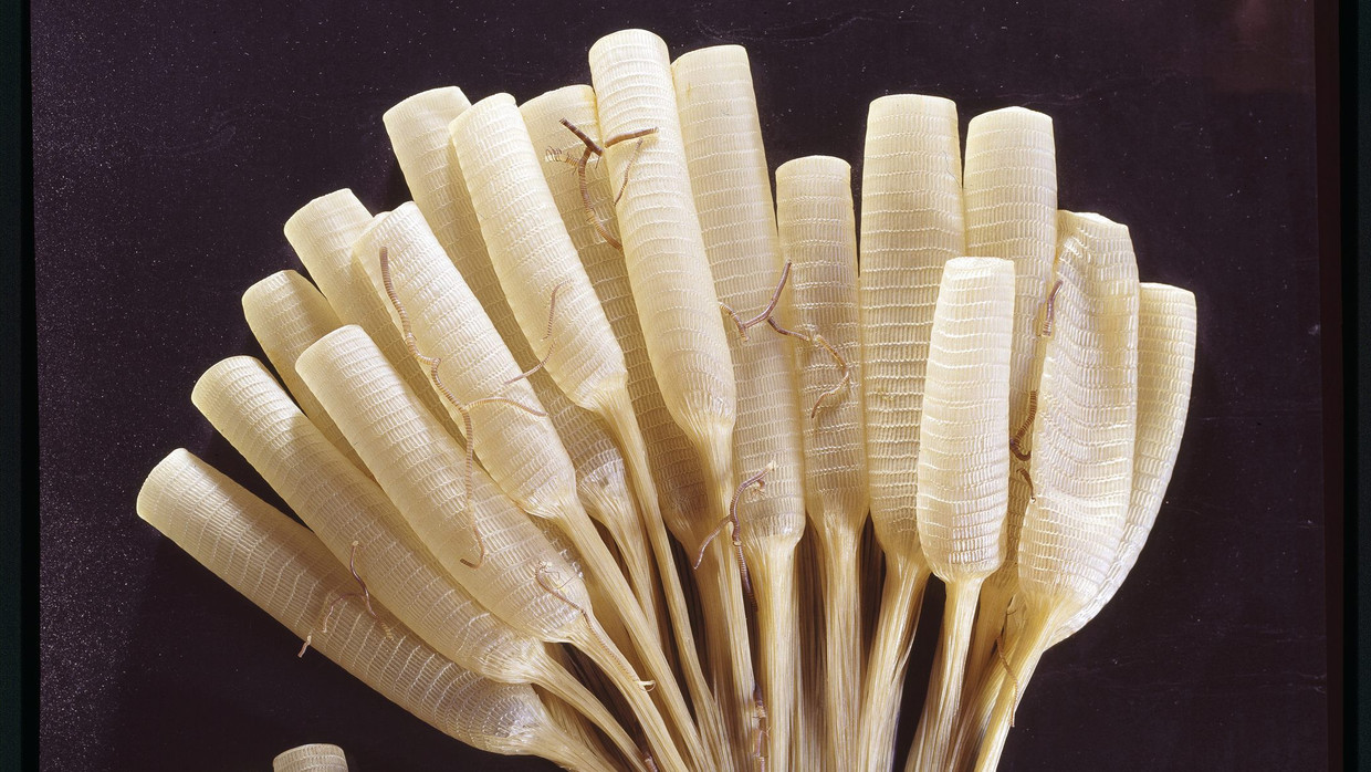 Christine Wunnickes Roman „ Wachs“: Und wo ist jetzt die Seele? | FAZ