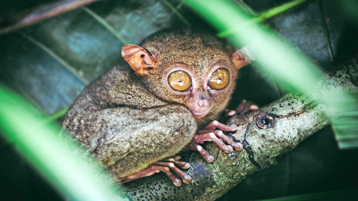 Lebewesen der Woche: Koboldmakis | FAZ