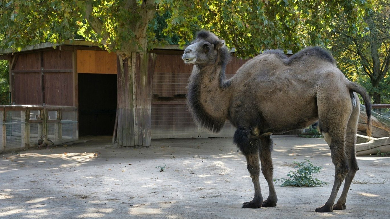 Frankfurter Zoo nimmt Abschied von Trampeltier Hira