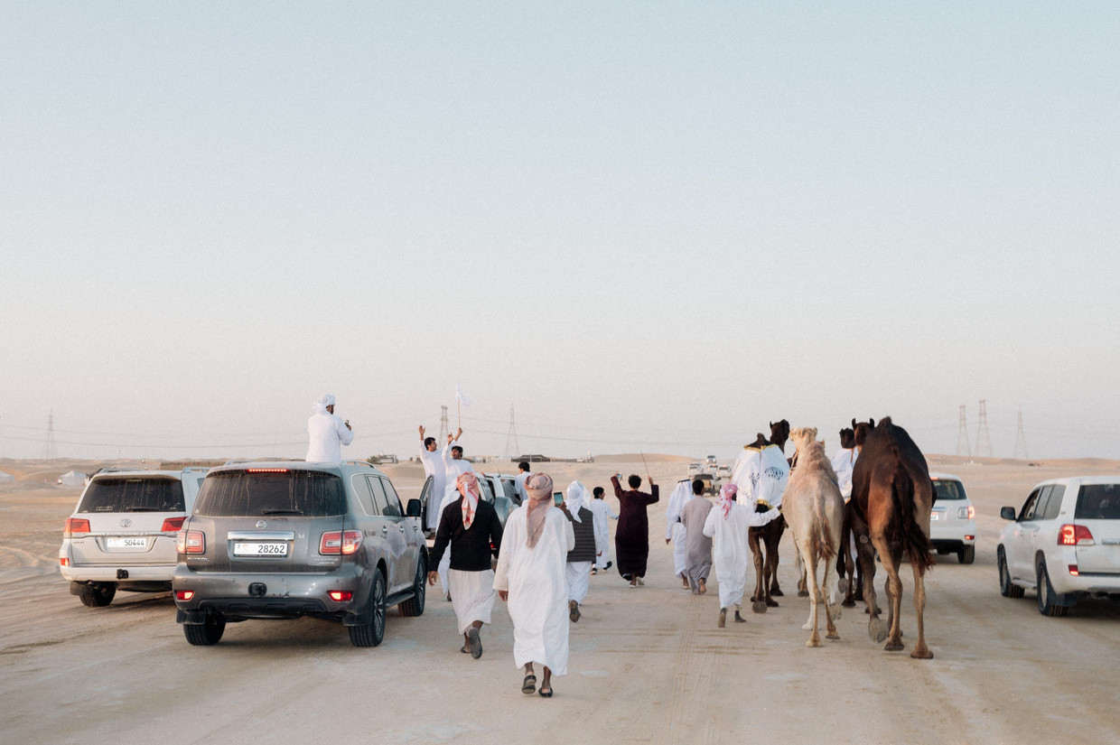 Schönheitswettbewerb für Kamel in der Wüste bei Abu Dhabi