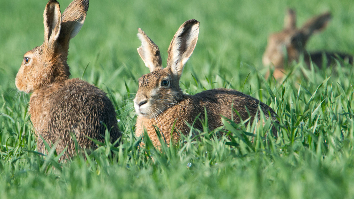 Mehr Feldhasen hoppeln auf Hessens Wiesen und Äckern