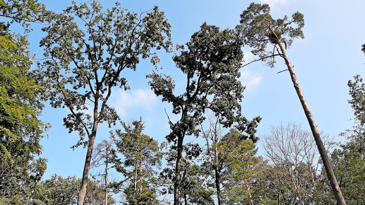 Folge der Dürre: Der Wald wird künftig anders aussehen