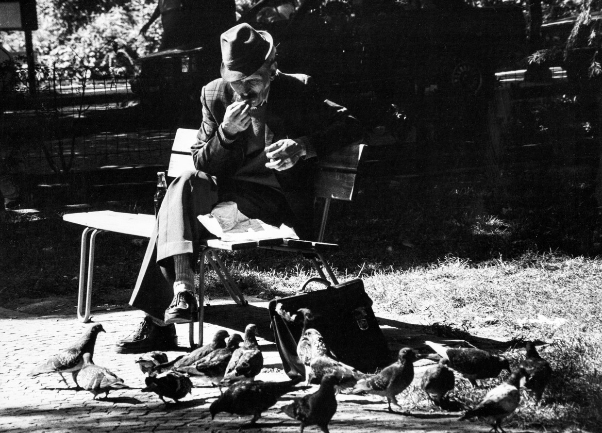 Tauben Fotografie in der Stadt