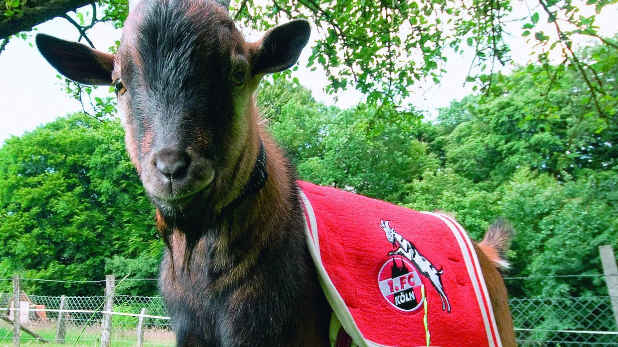 Kommentar zur Sanierung des 1. FC Köln: Experiment Geißbock