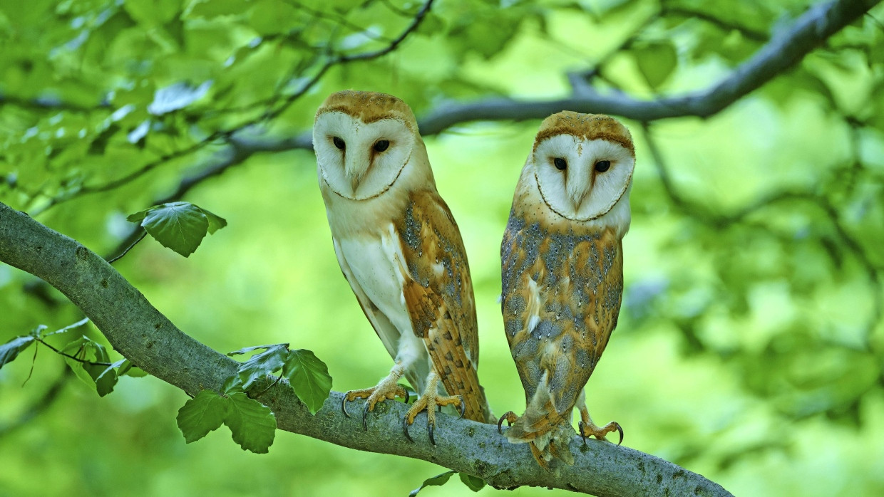 Lebewesen der Woche: Schleiereulen