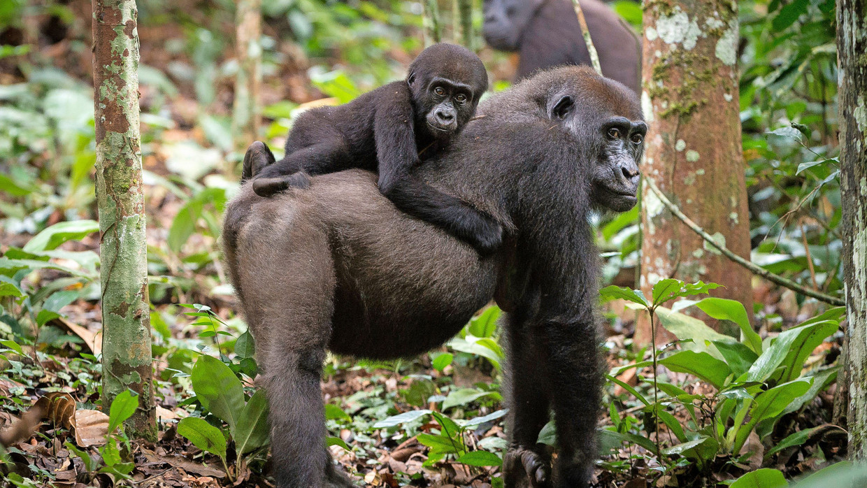 Gorilla-Tracking im Kongo und wie es den Regenwald schützt | FAZ