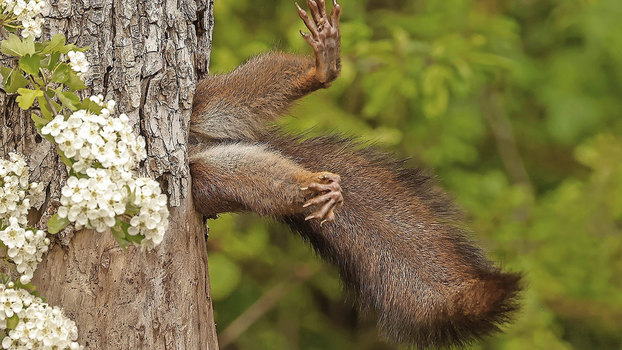 Eichhörnchen auf Tauchstation: Das ist der Sieger der Comedy Wildlife ...
