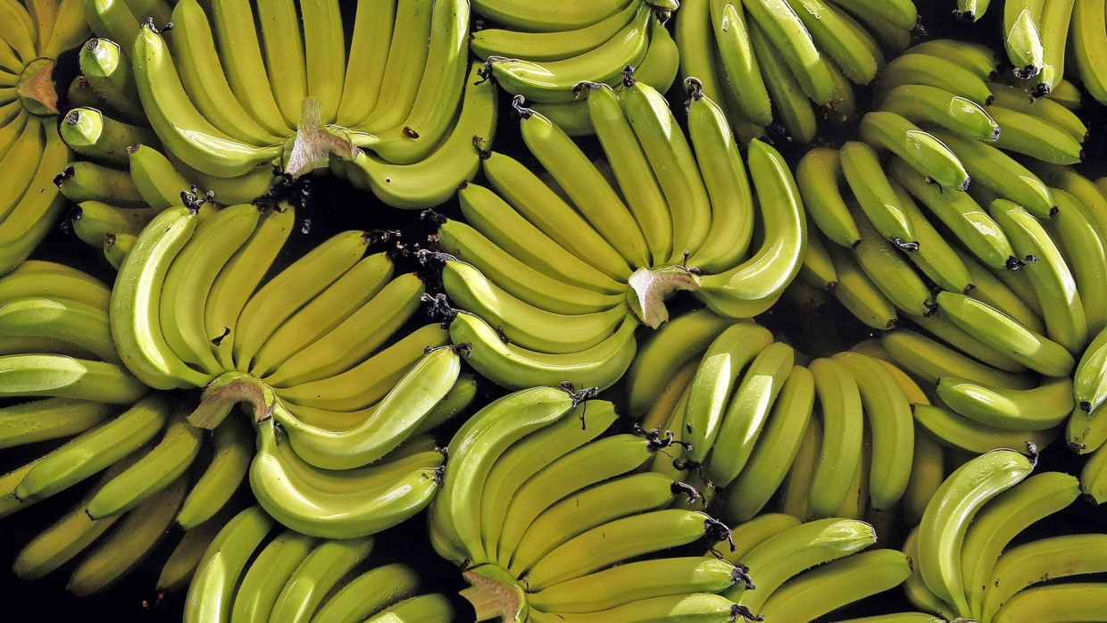 Klimawandel und Schadpilze: Verlust der Banane