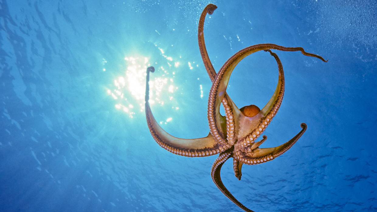 Oktopus: Sind Kraken sozial und können träumen?