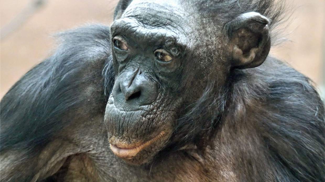 Über 70 Jahre altes Bonobo-Weibchen Margrit ist tot
