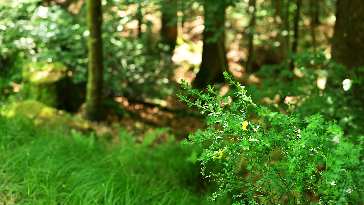 Sandra Hoffmanns neuer Roman Jetzt bist du da | FAZ