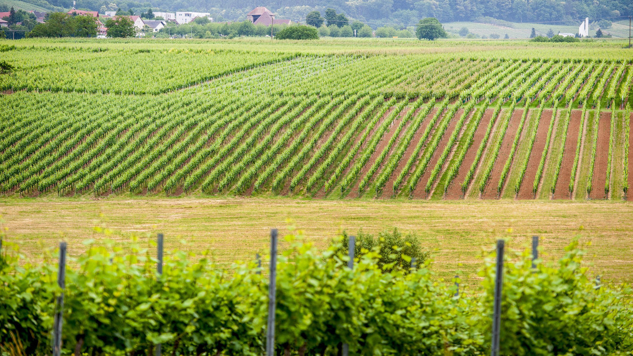 Warum gewisse elsässische Weine nie aus der Mode kommen | FAZ