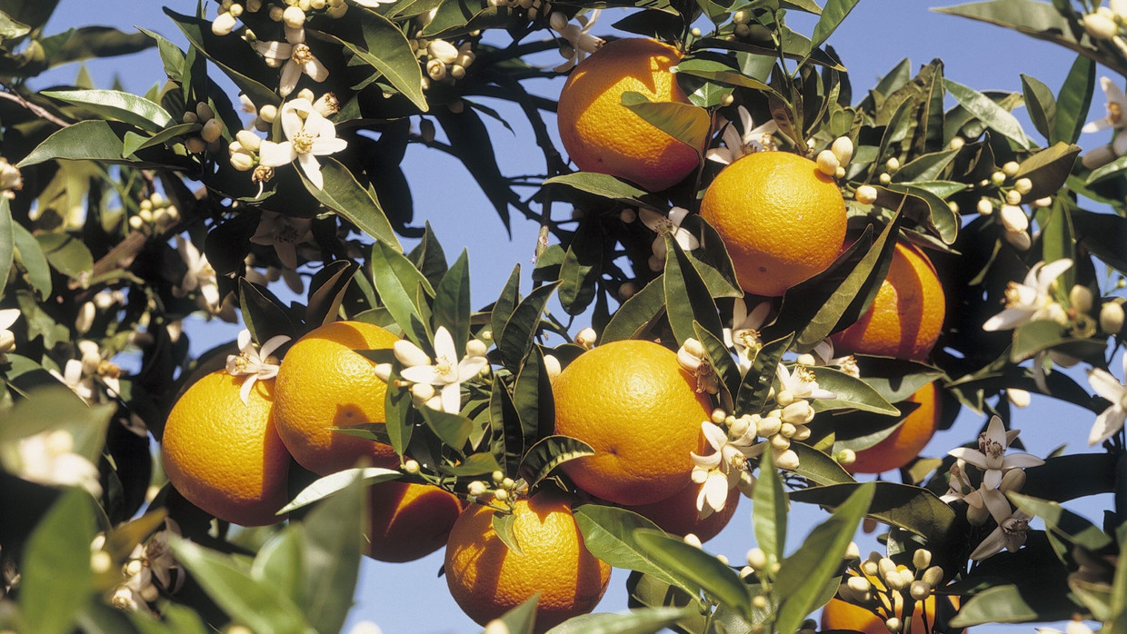 Wie Orangen als Zutat besten Rezepten dienen