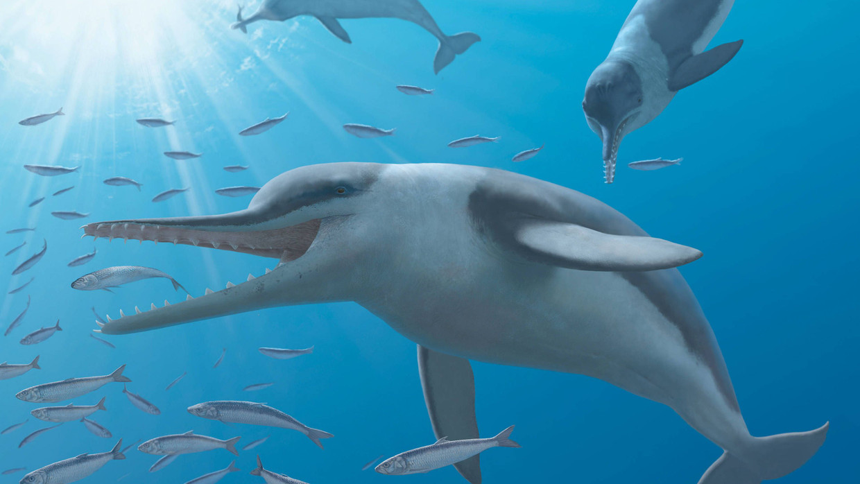 Ultraschall-Jäger im Meer: Echovenator sandersi