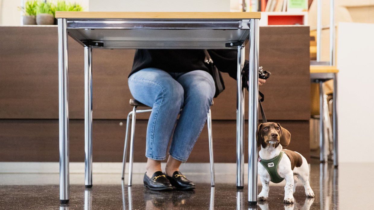 Taktisch wählen bei der Bundestagswahl 2025: Mit neuem Wahlrecht noch ...