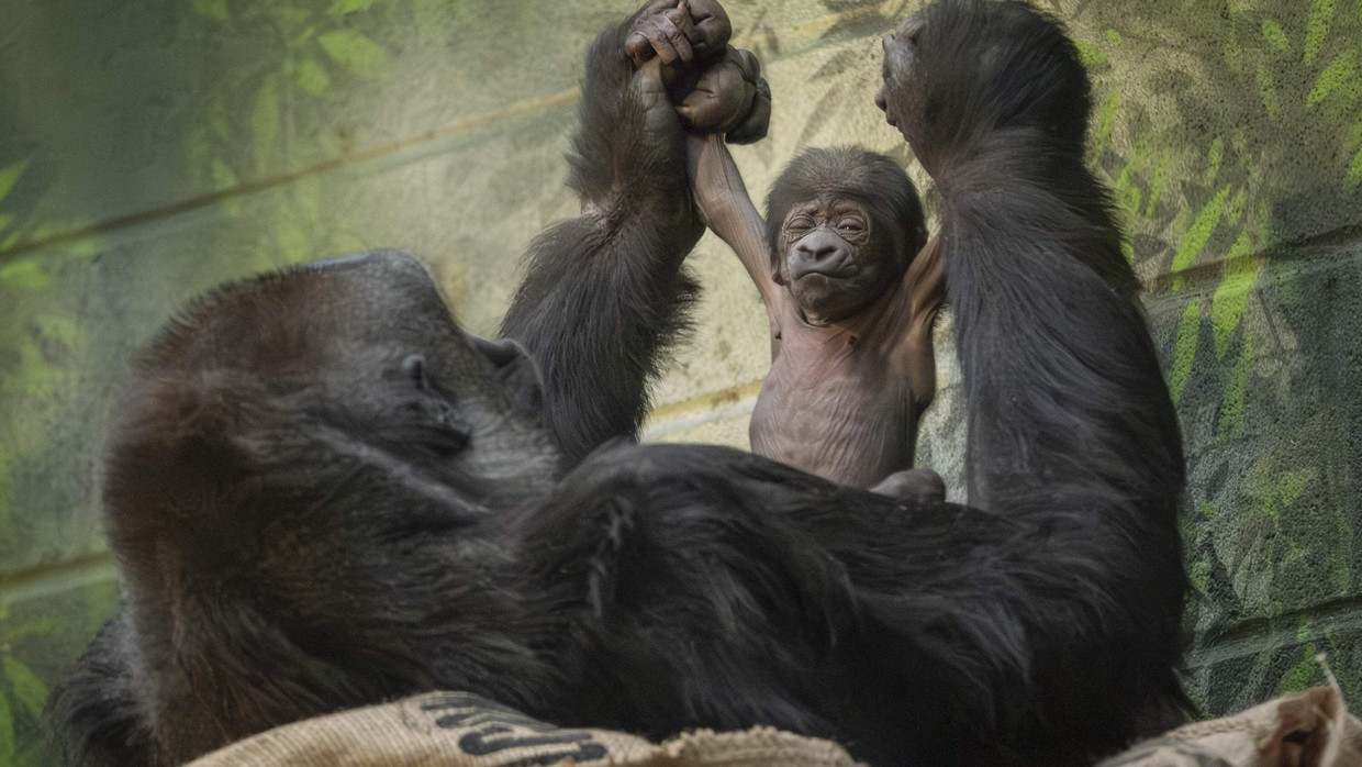 Zoo in London: Bedrohte Gorilla-Art hat lange erwarteten Nachwuchs bekommen