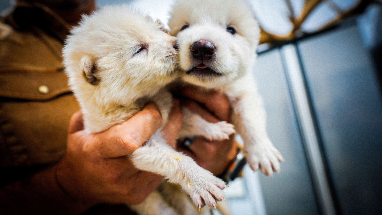 Ausgestorbener Dire-Wolf: Labor präsentiert vermeintlich auferstandene ...