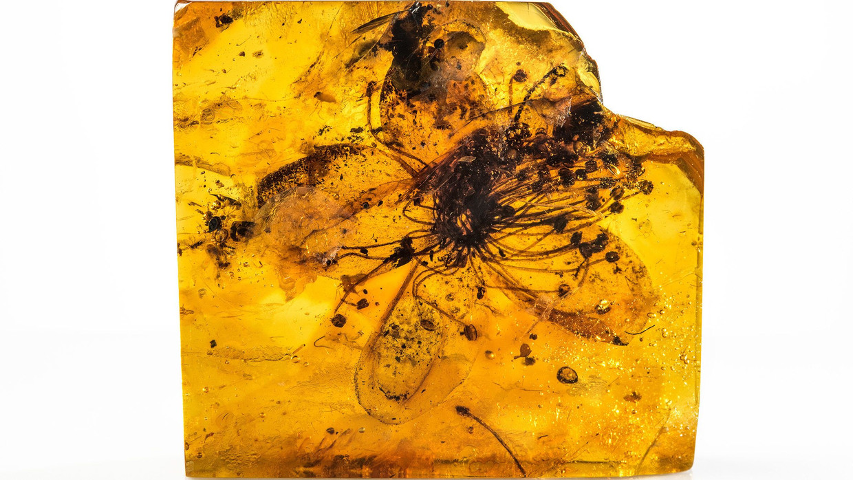 Außergewöhnlich große Blüte in Bernstein - Millionen Jahre alt