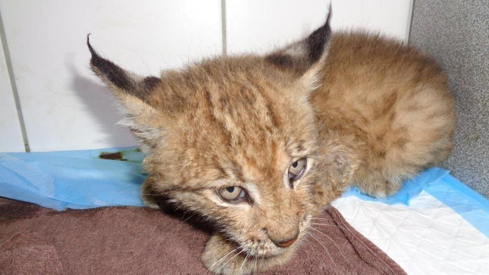 Luchsbaby: Geretteter Luchsi wird auf die Auswilderung vorbereitet | FAZ