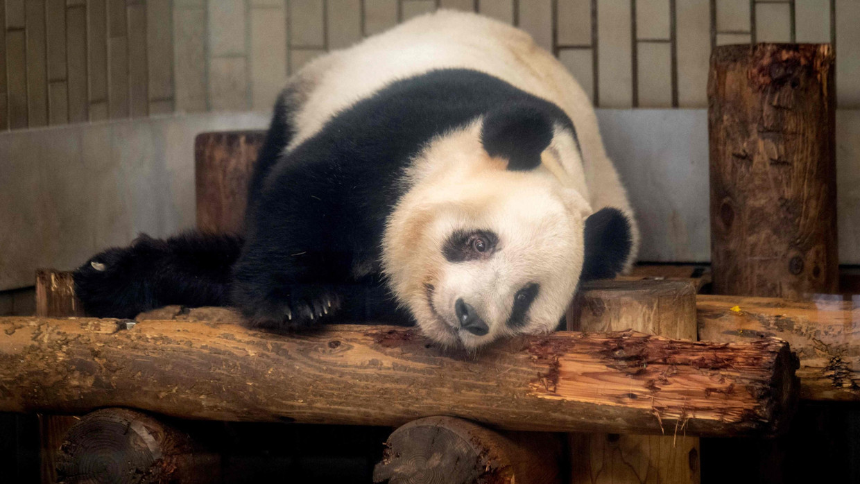 China und Japan: Pandabären und klare Fronten