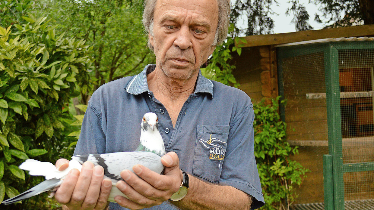 Brieftauben: Heimflug um die Wette | FAZ