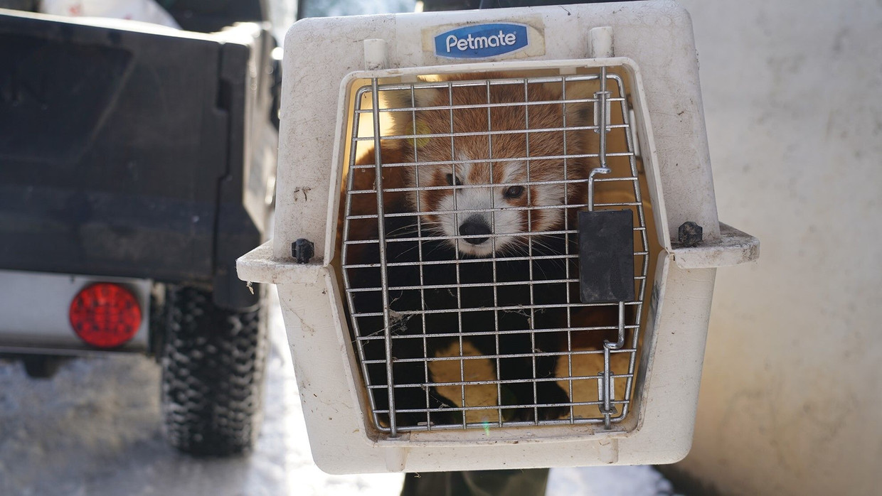 Roter Panda büxt aus Gehege im Kölner Zoo aus und wird von Feuerwehr ...